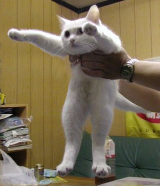 Shortcat - Encyclopedia Dramatica